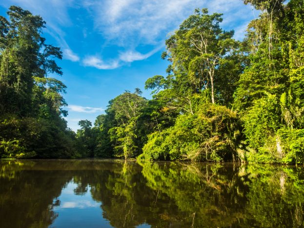 Welcome to the Jungle