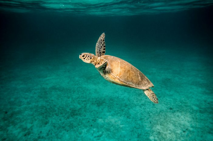 A Taste of Magnifique Marigot